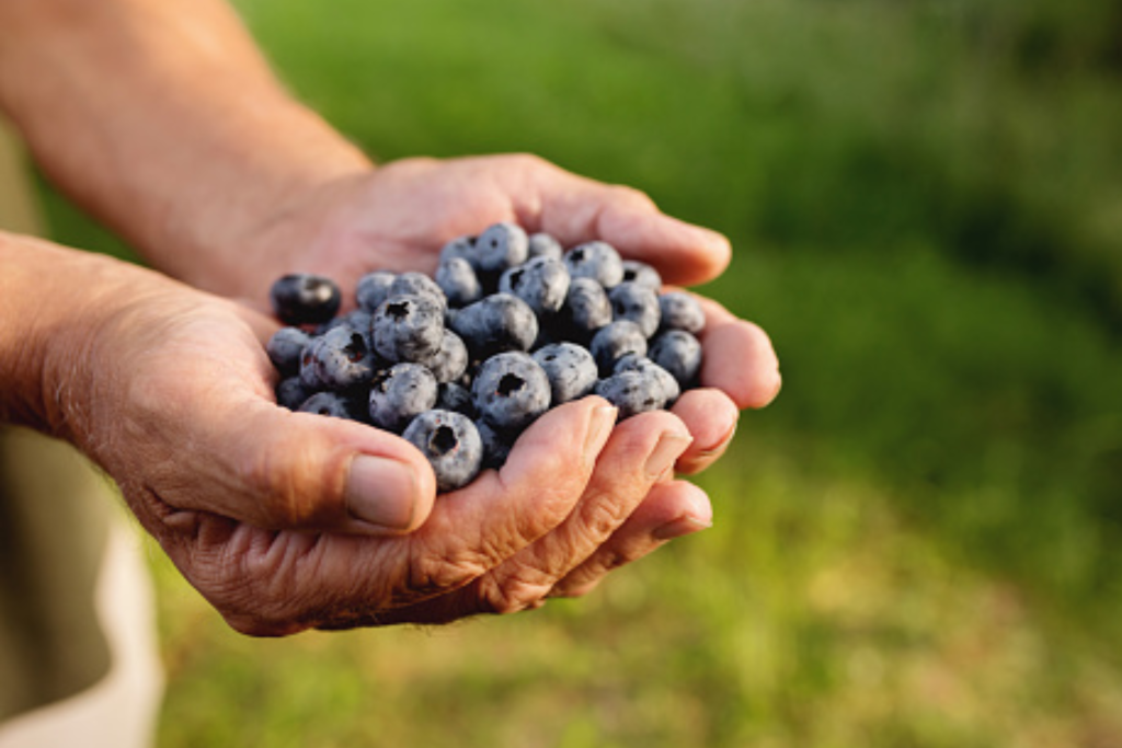 Blueberries: A Brain and Heart Superfood for Seniors